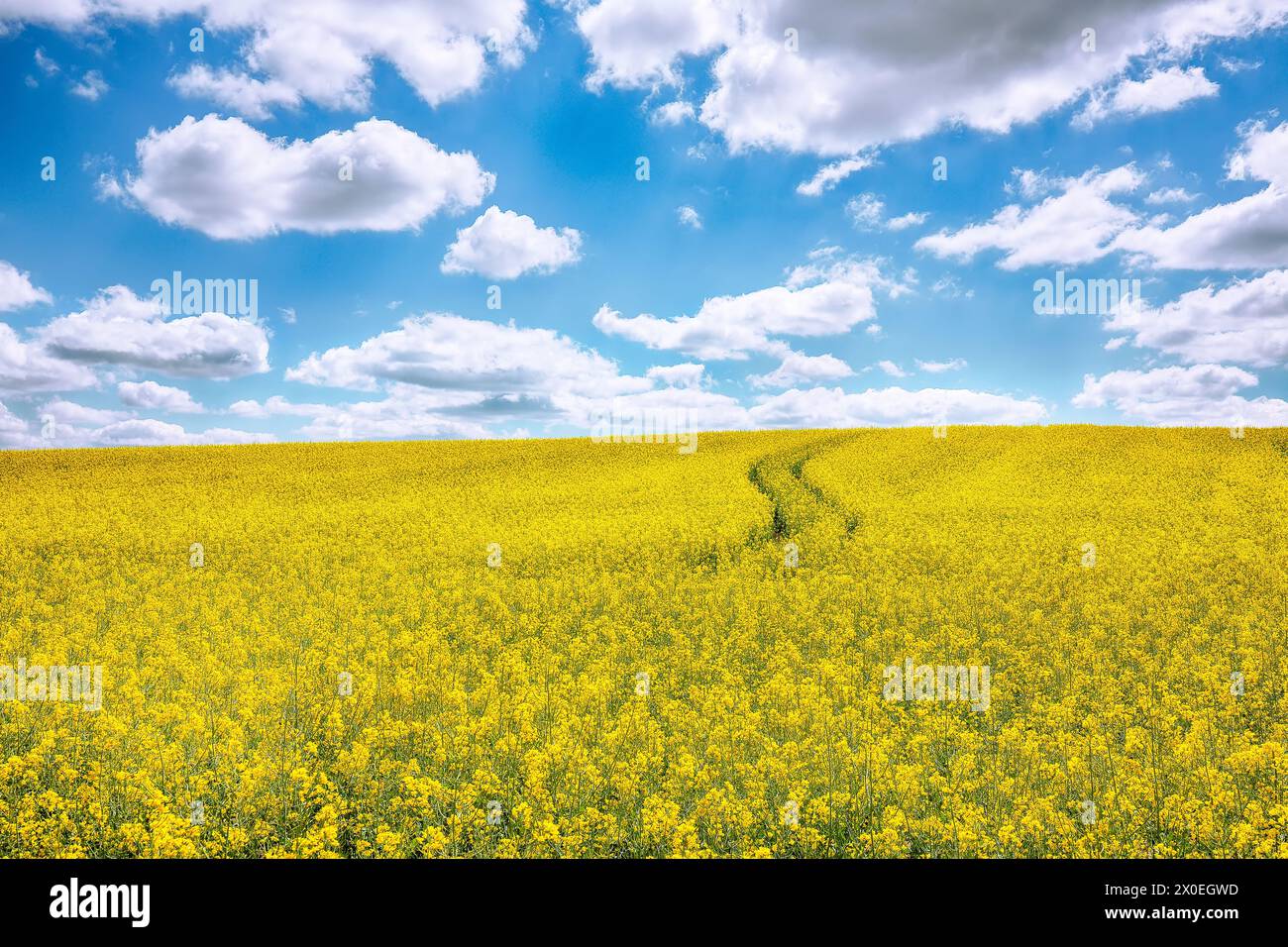 Amazing Flowering field of colza outdoors in spring. Dramatic blue sky ...