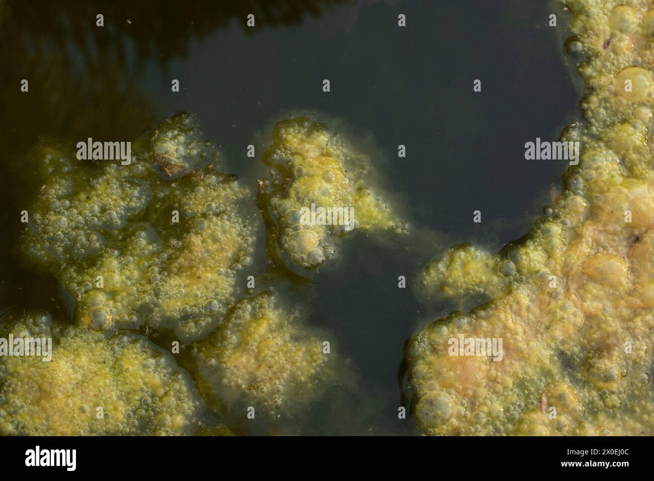infrared image of greenish algae sludge floating on the surface of the ...