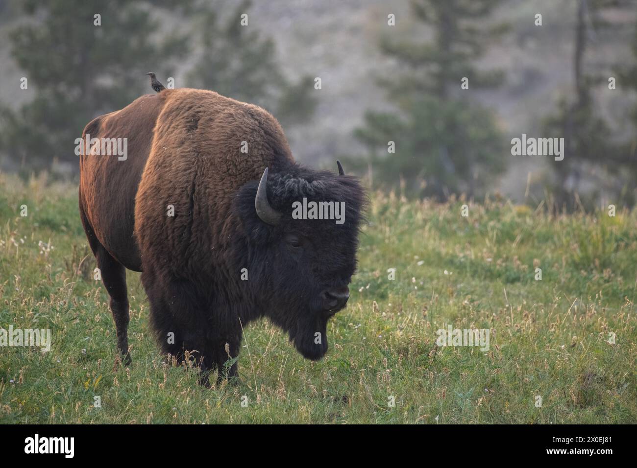 American bison with birds on it's back Stock Photo - Alamy