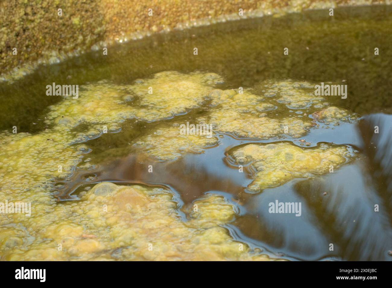 infrared image of greenish algae sludge floating on the surface of the ...