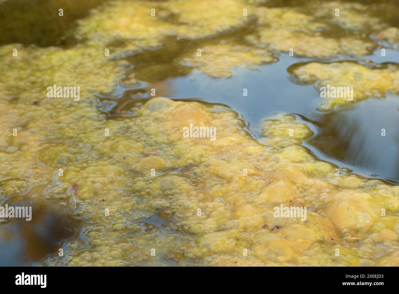 infrared image of greenish algae sludge floating on the surface of the ...