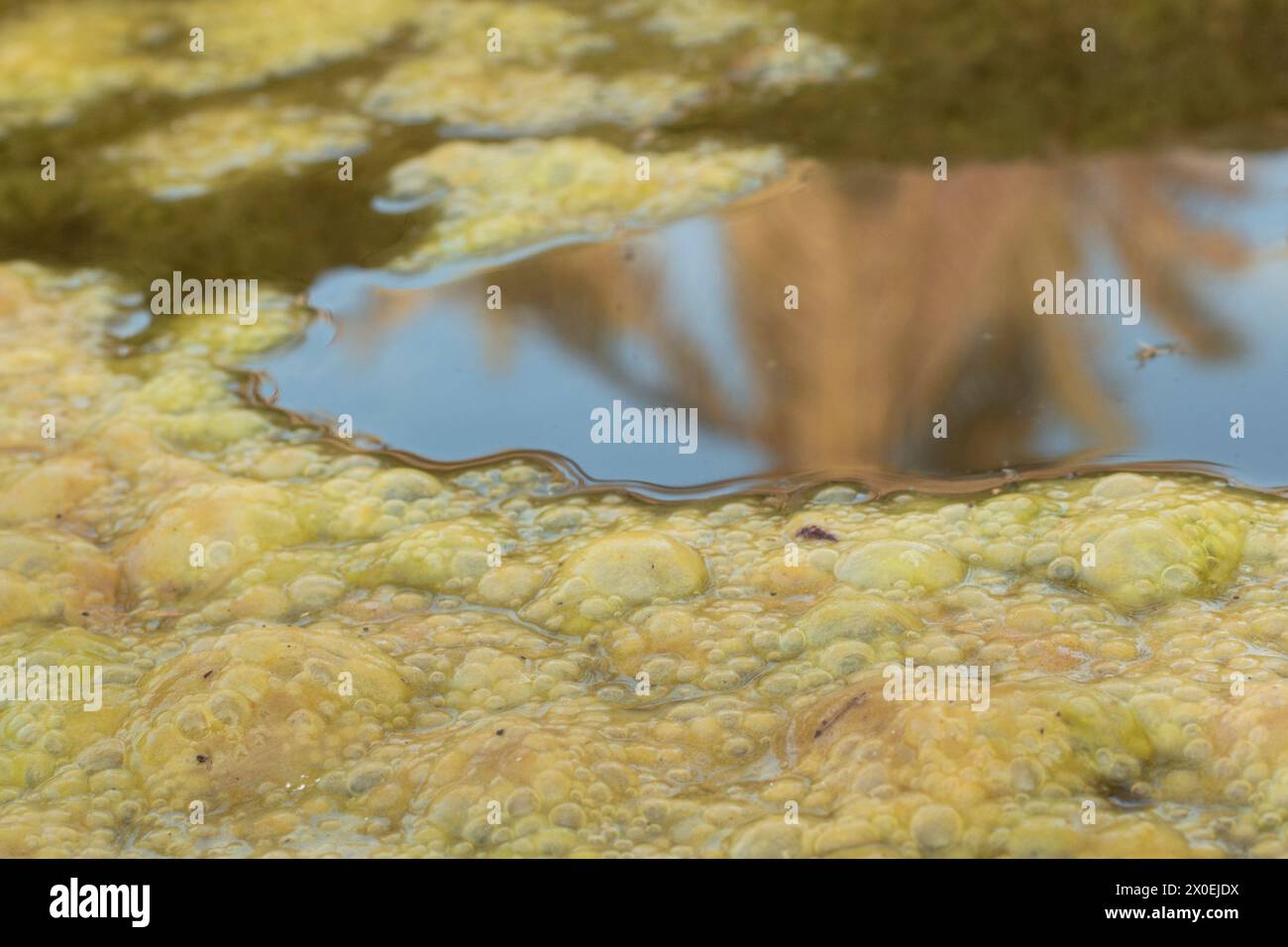 infrared image of greenish algae sludge floating on the surface of the ...