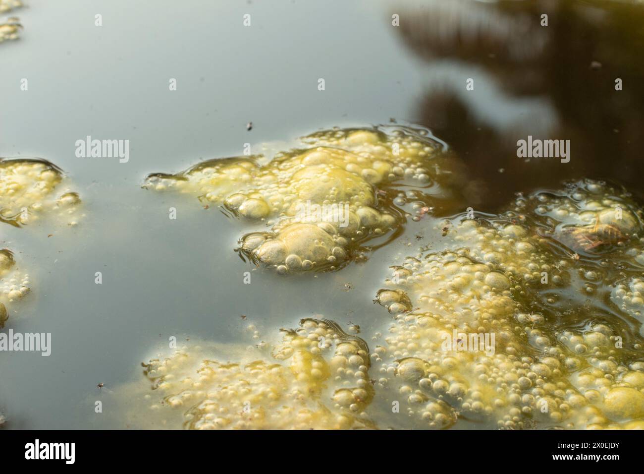 infrared image of greenish algae sludge floating on the surface of the ...