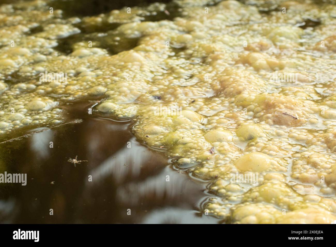 infrared image of greenish algae sludge floating on the surface of the ...