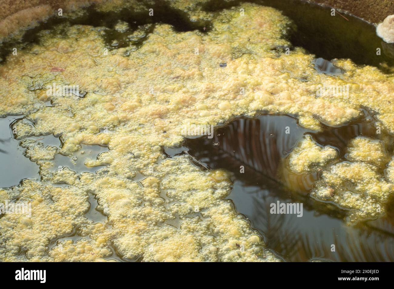 infrared image of greenish algae sludge floating on the surface of the ...