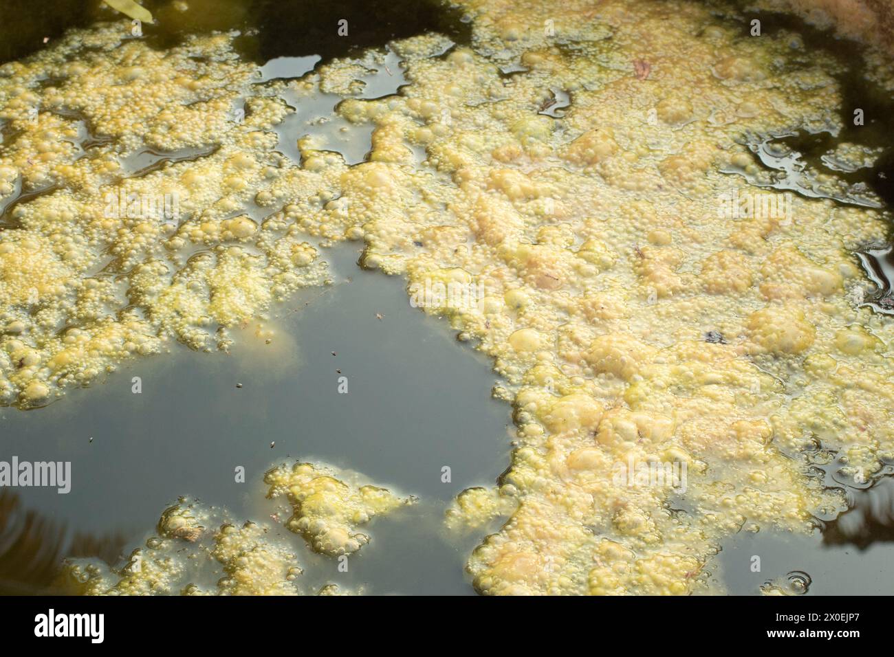 infrared image of greenish algae sludge floating on the surface of the ...