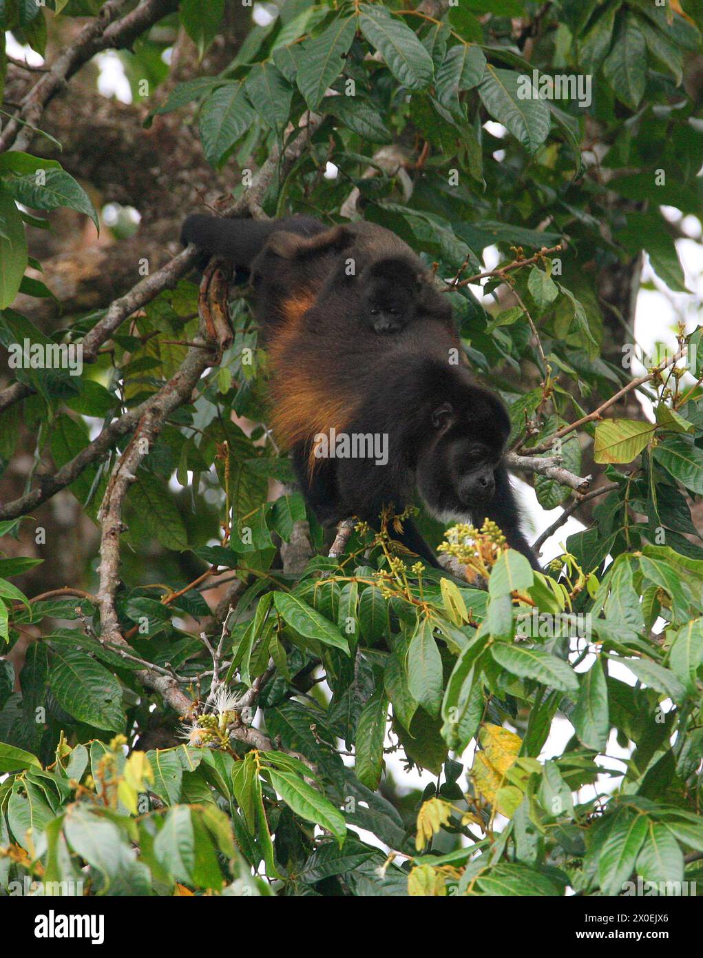 Female Golden-mantled Howler Monkey with baby, Alouatta palliata ...