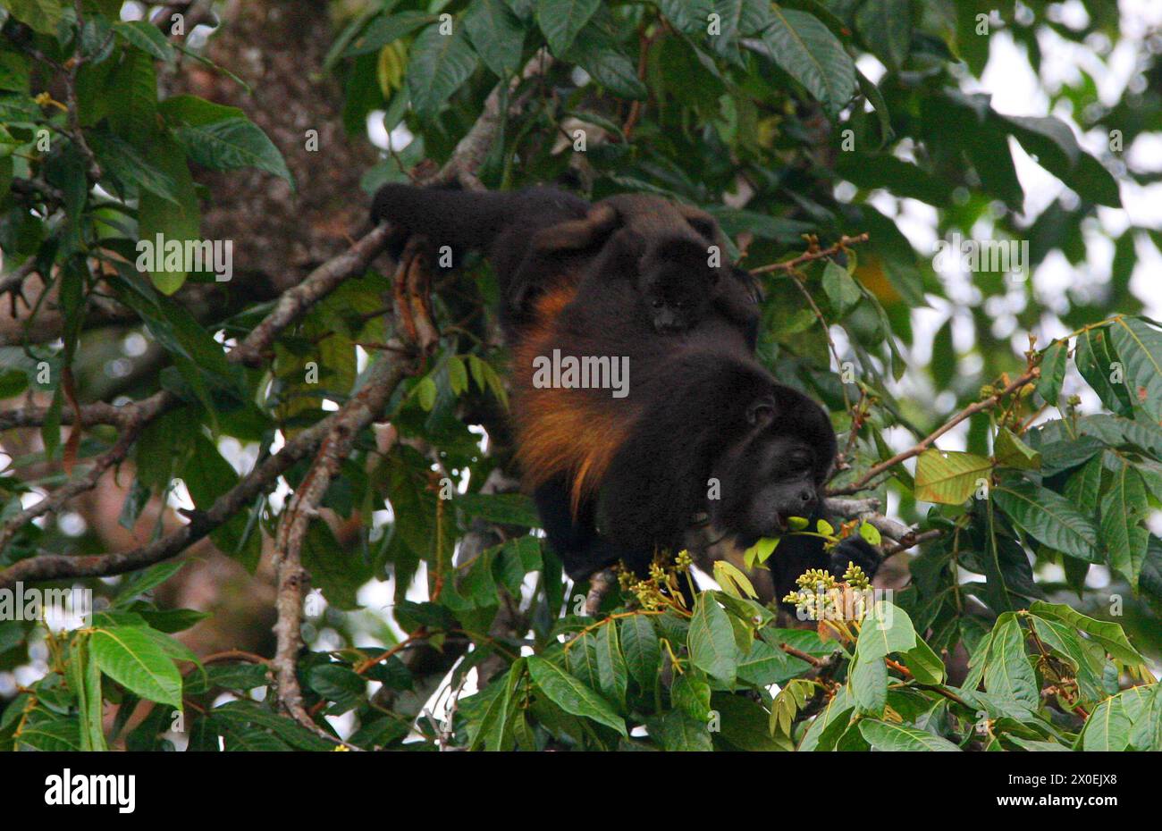 Female Golden-mantled Howler Monkey with baby, Alouatta palliata ...