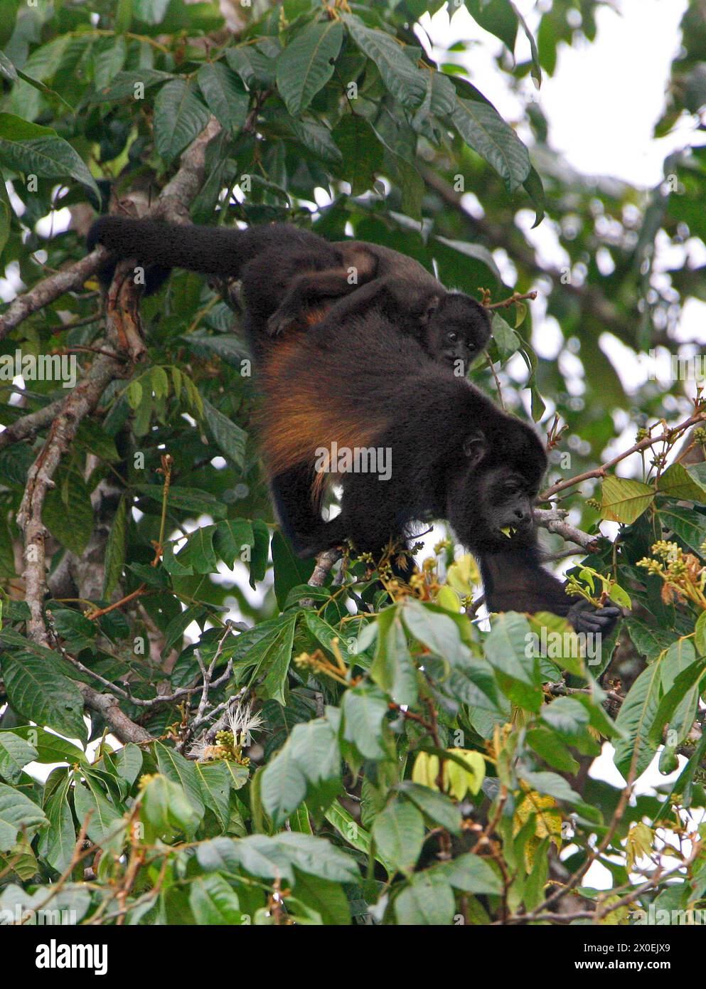 Female Golden-mantled Howler Monkey with baby, Alouatta palliata ...