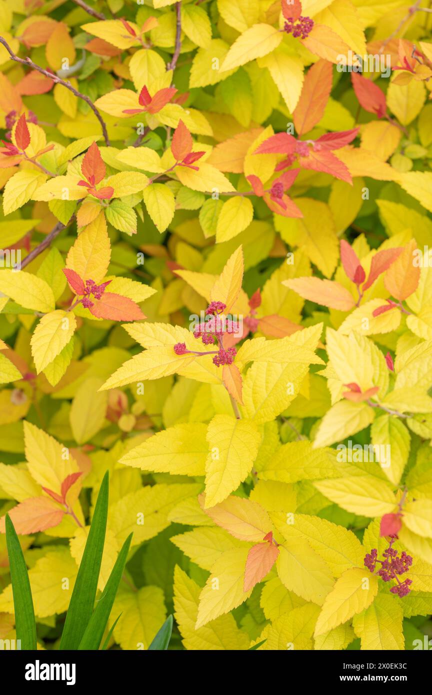 Goldflame spirea, spiraea japonica, in a spring garden Stock Photo - Alamy
