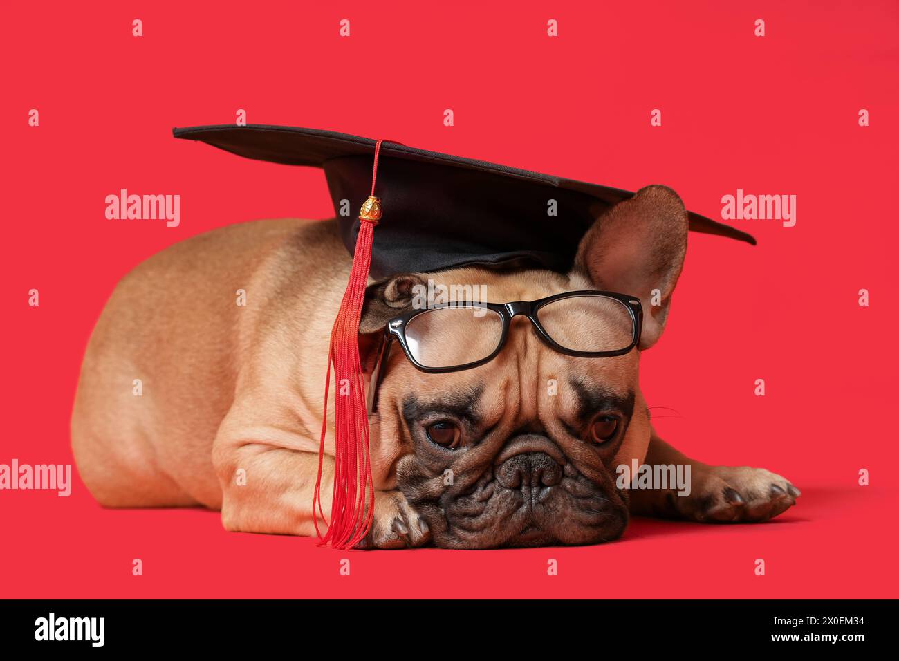 Cute French Bulldog in mortar board and eyeglasses on red background ...