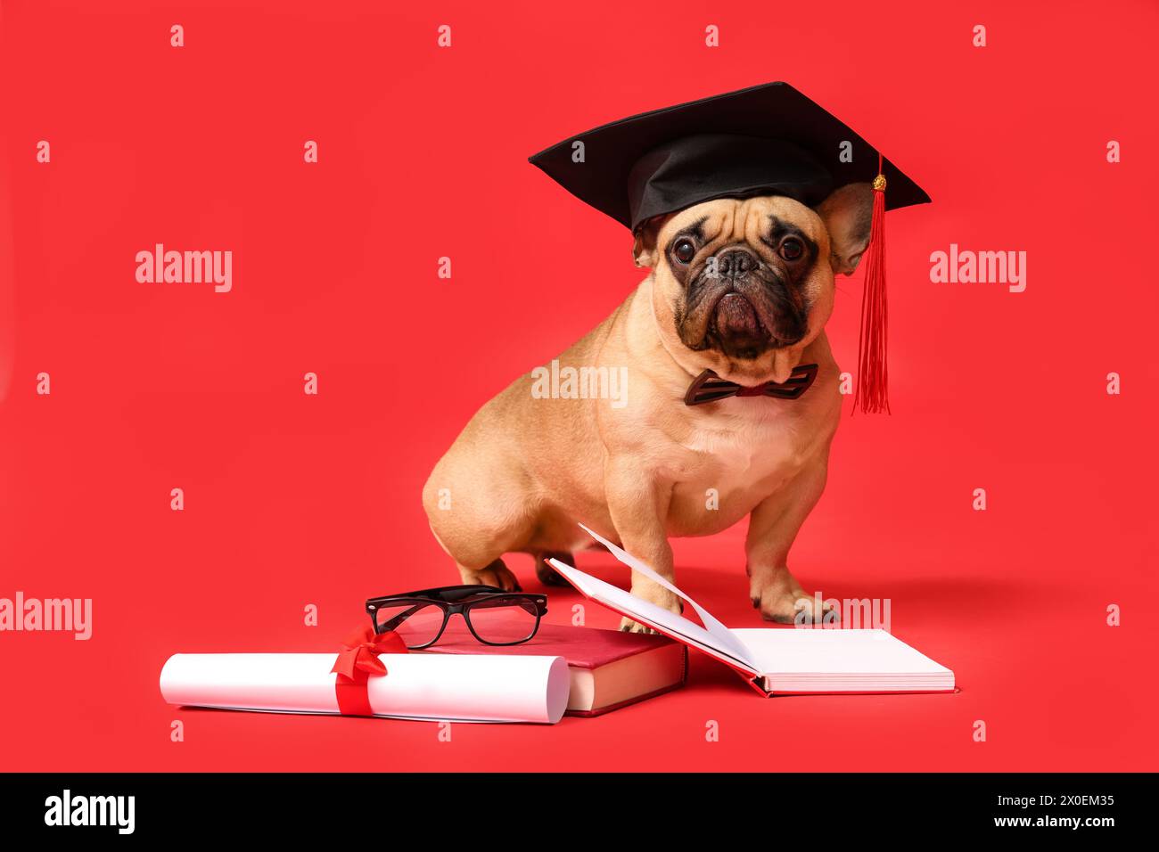 Cute French Bulldog in mortar board with diploma, books and eyeglasses ...