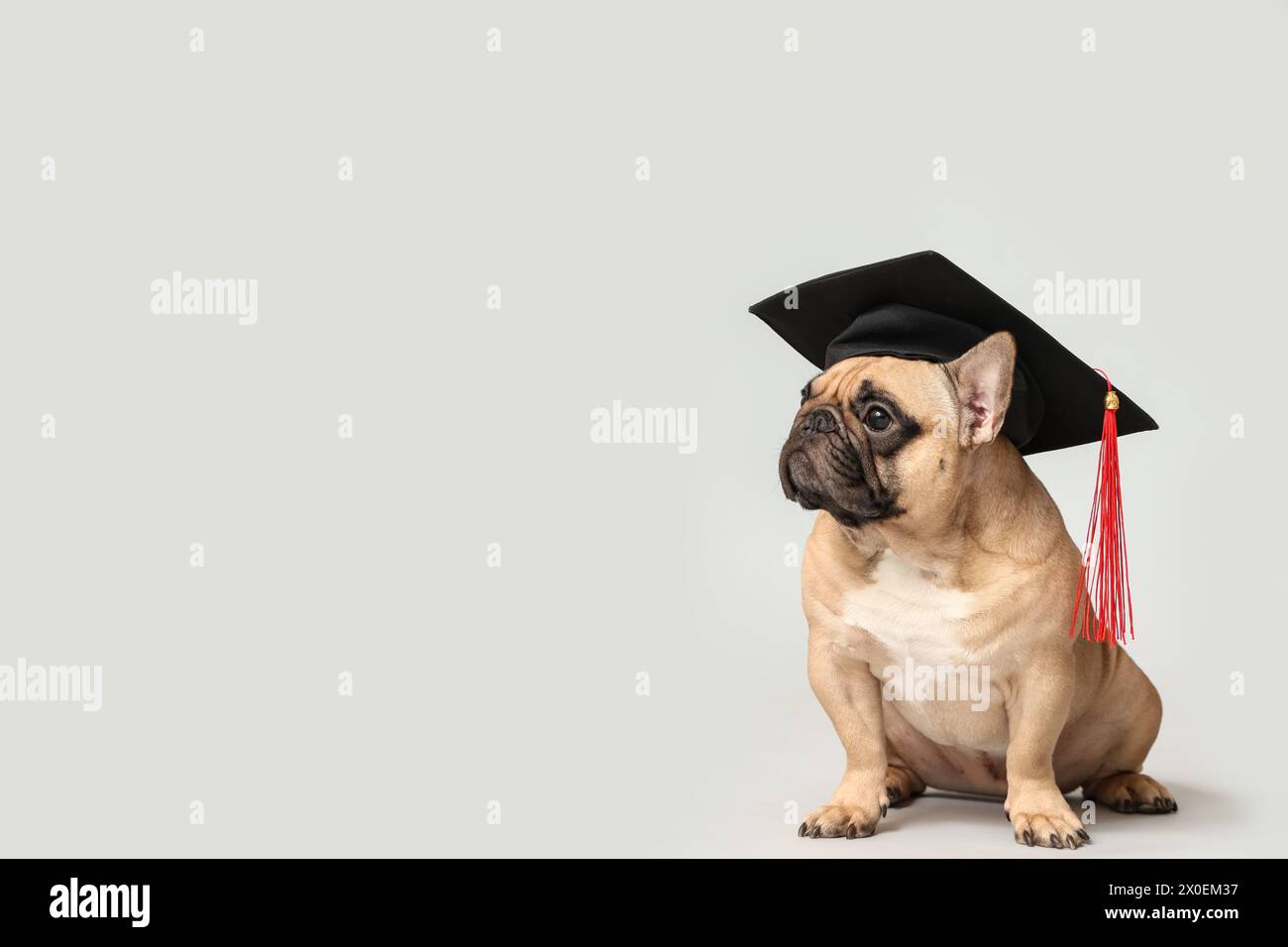 Cute French Bulldog in mortar board on grey background Stock Photo - Alamy