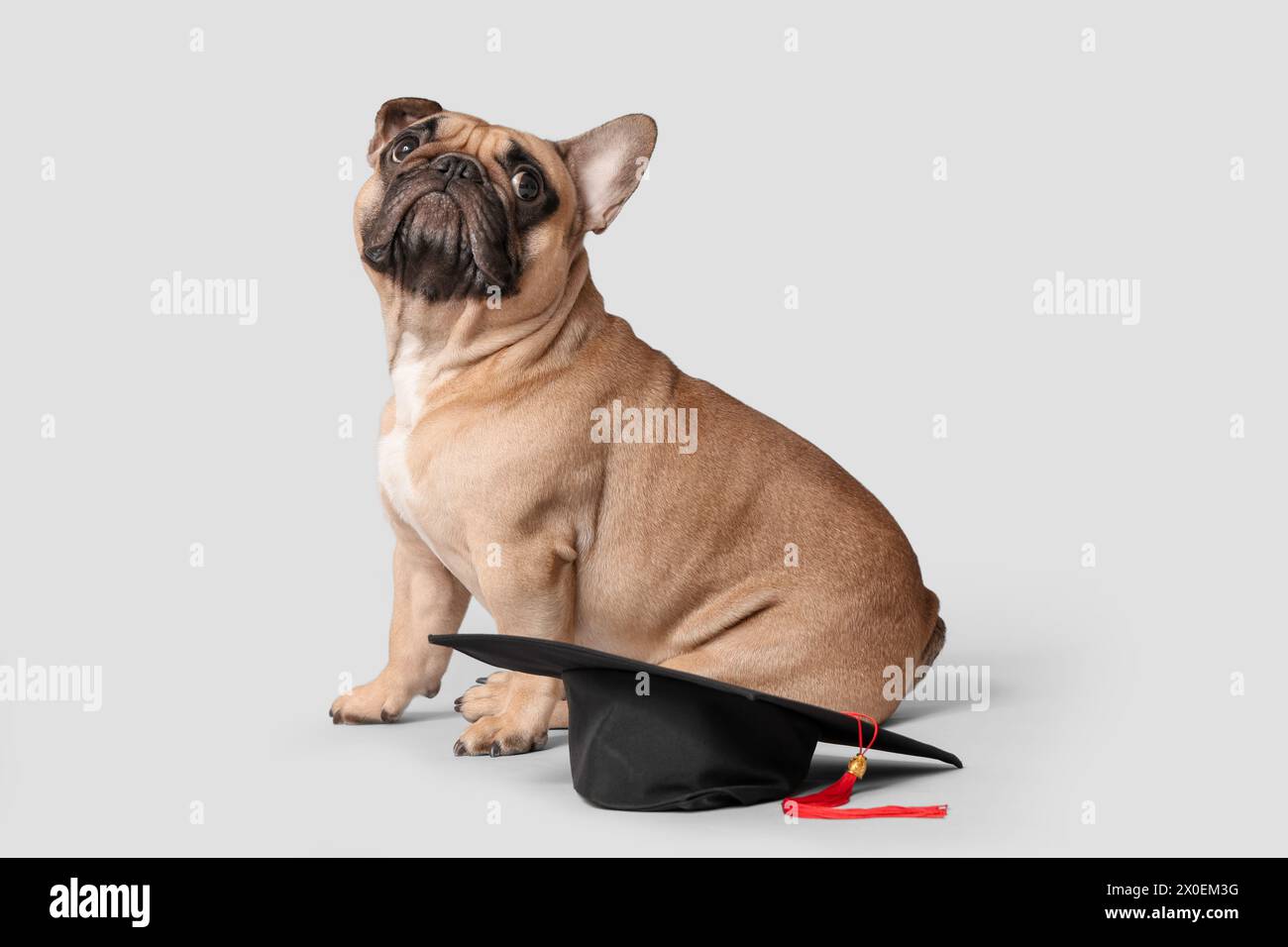 Cute French Bulldog with mortar board on grey background Stock Photo ...