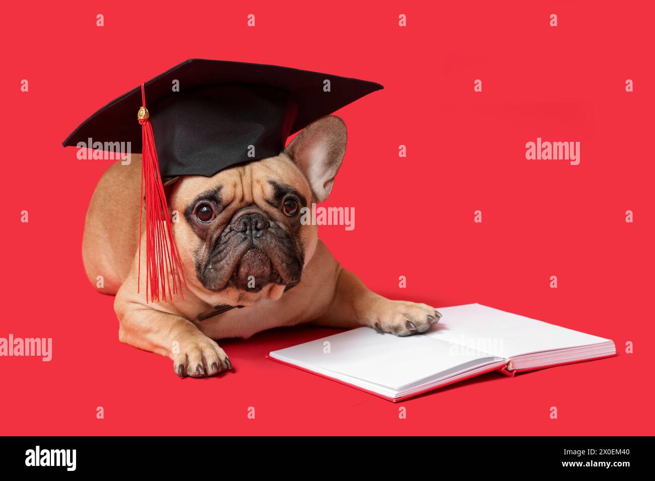 Cute French Bulldog in mortar board with book on red background Stock ...