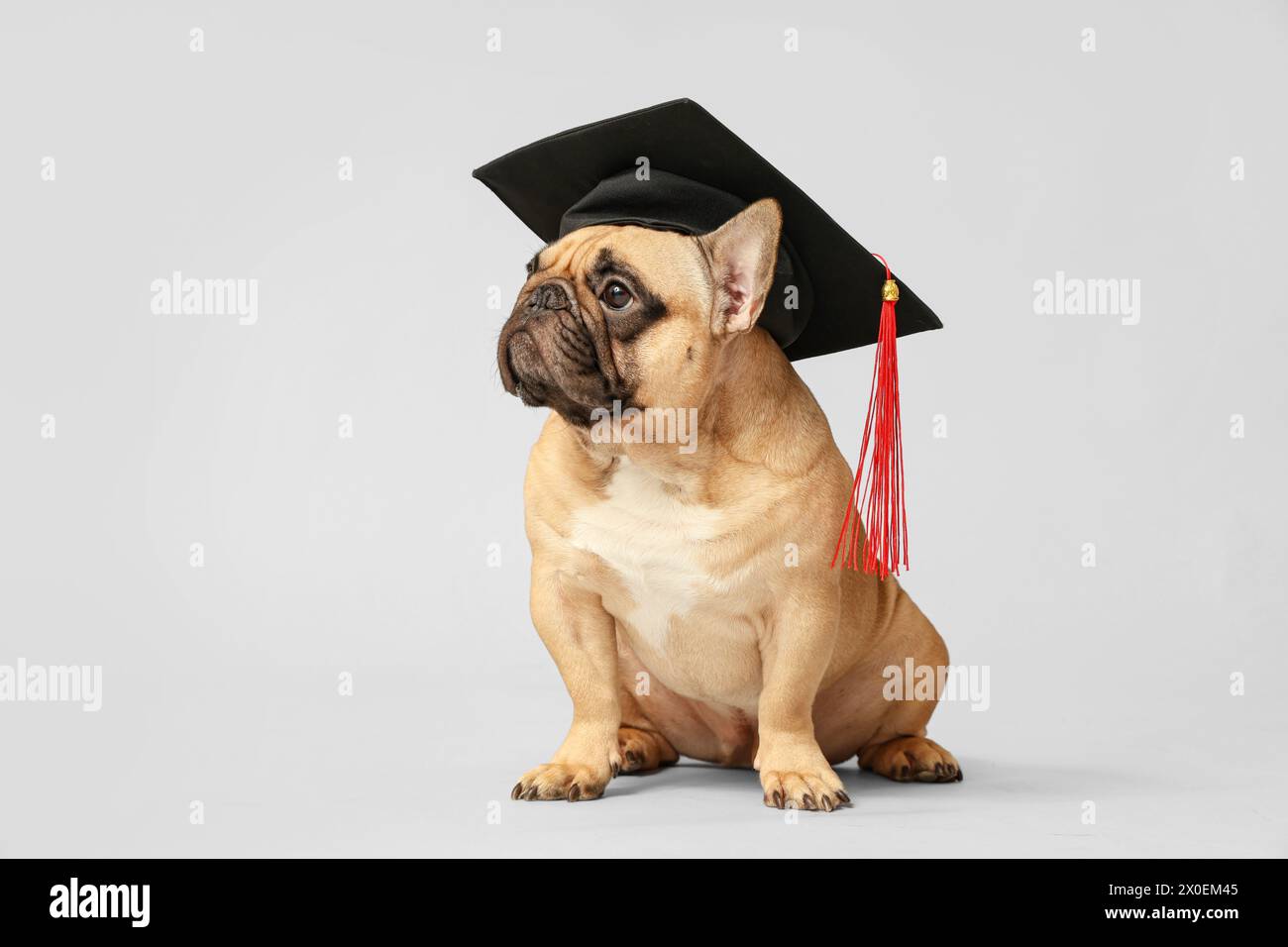 Cute French Bulldog in mortar board on grey background Stock Photo - Alamy