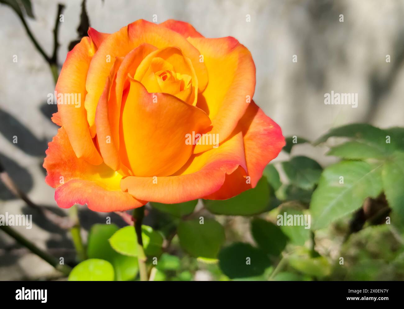 Orange and yellow color Rose Stock Photo - Alamy