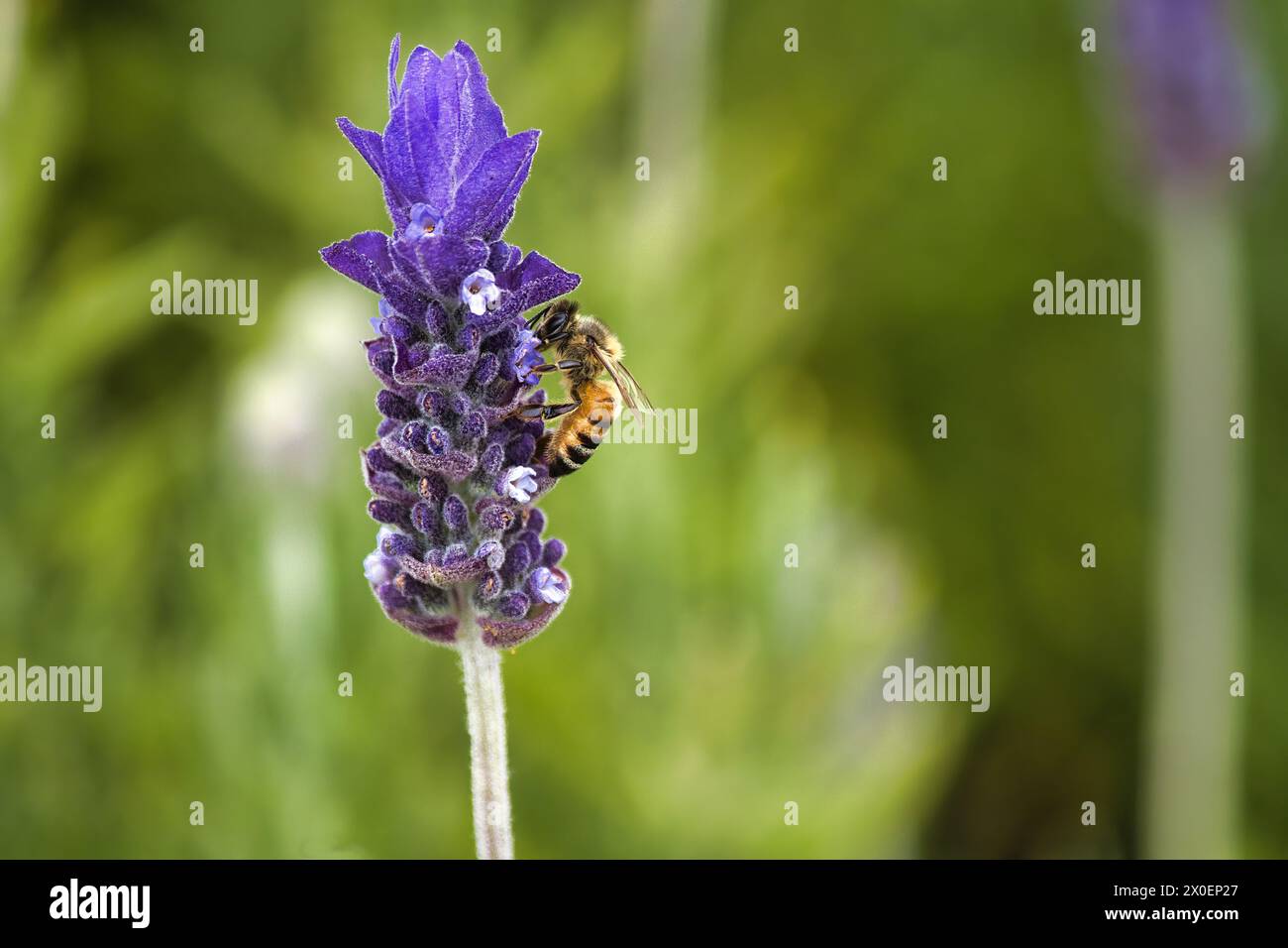 Honey bee collecting pollen from a lavender plant Stock Photo - Alamy