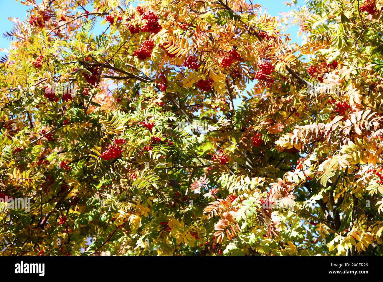 Red rowan tree hi-res stock photography and images - Alamy
