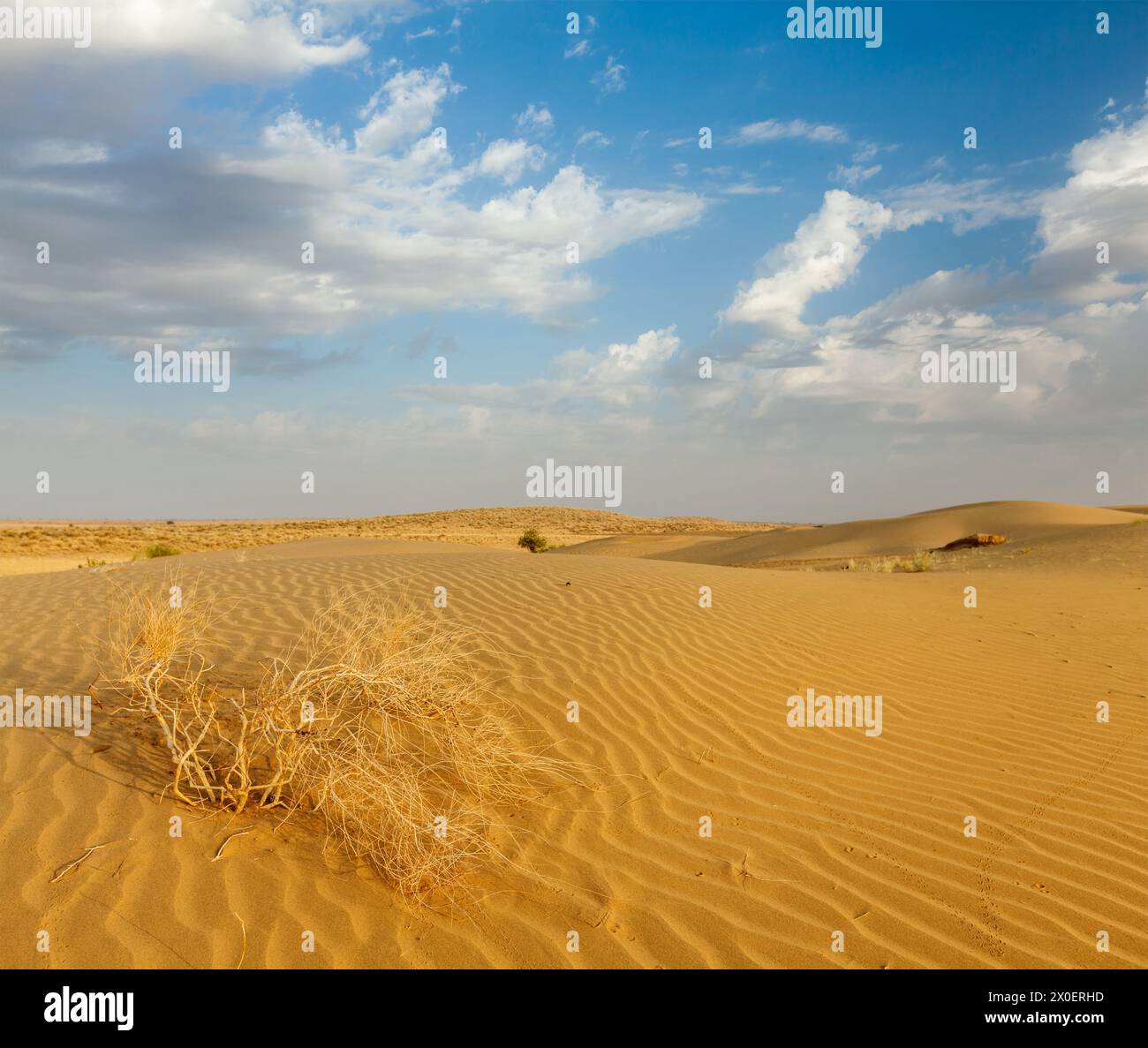 Dunes of Thar Desert, Rajasthan, India Stock Photo - Alamy