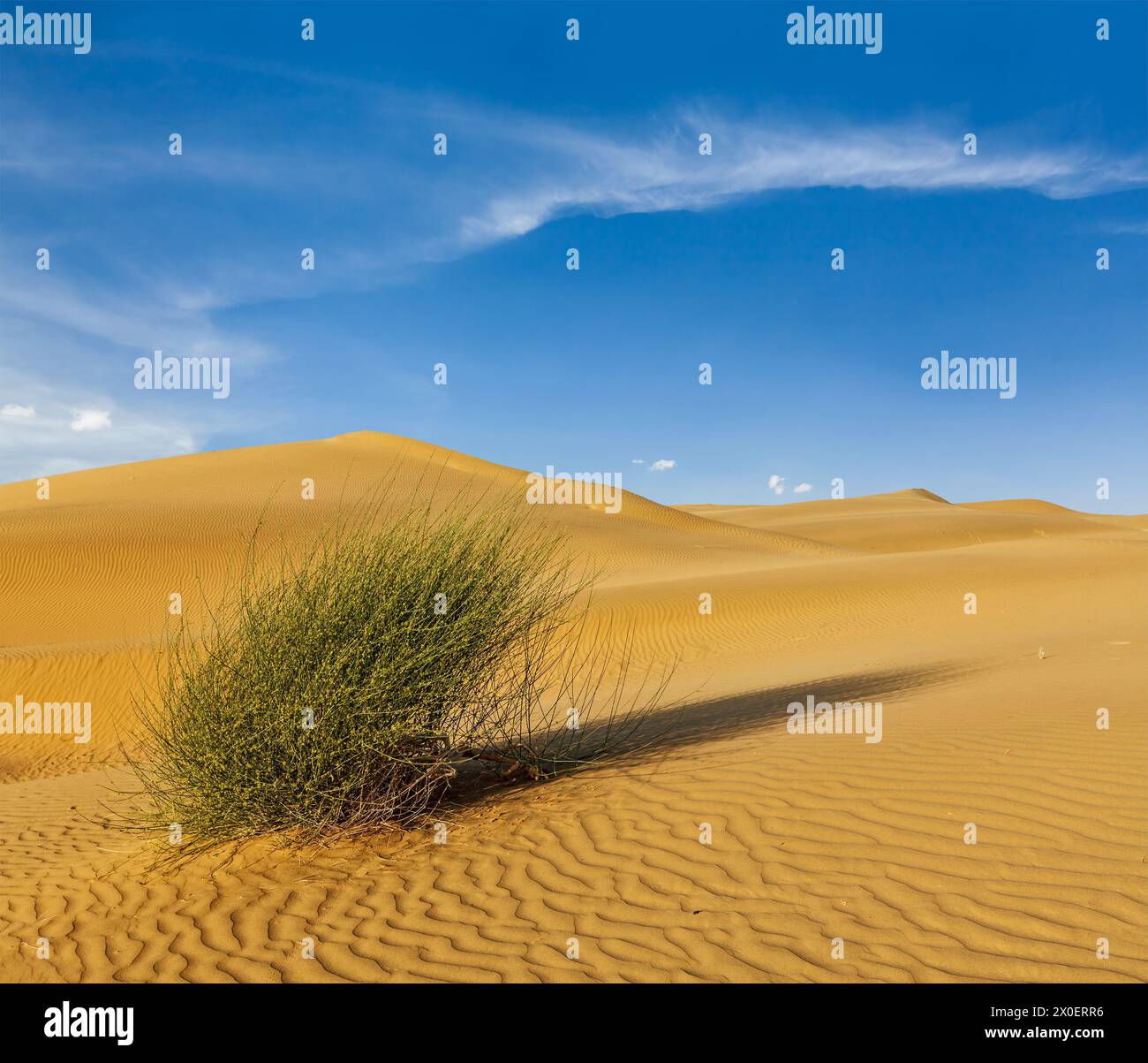 Thar Desert Sand Dunes
