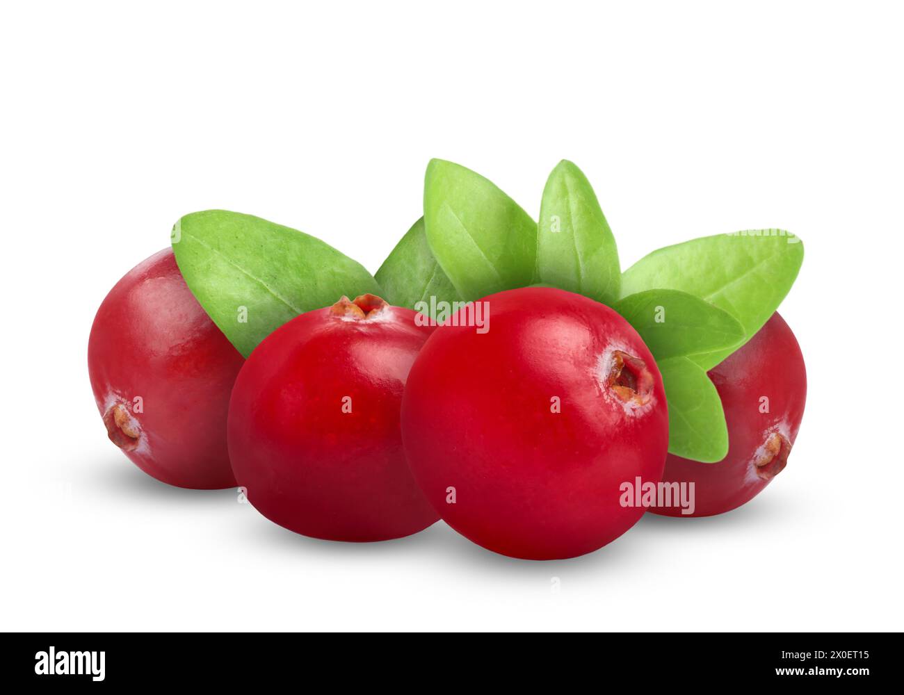 Fresh ripe cranberries with leaves isolated on white Stock Photo - Alamy