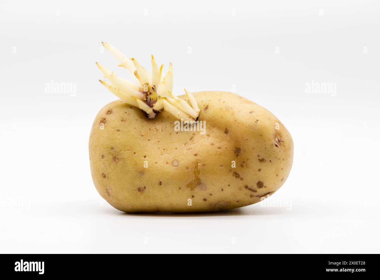 Raíz amarilla Cut Out Stock Images & Pictures - Alamy