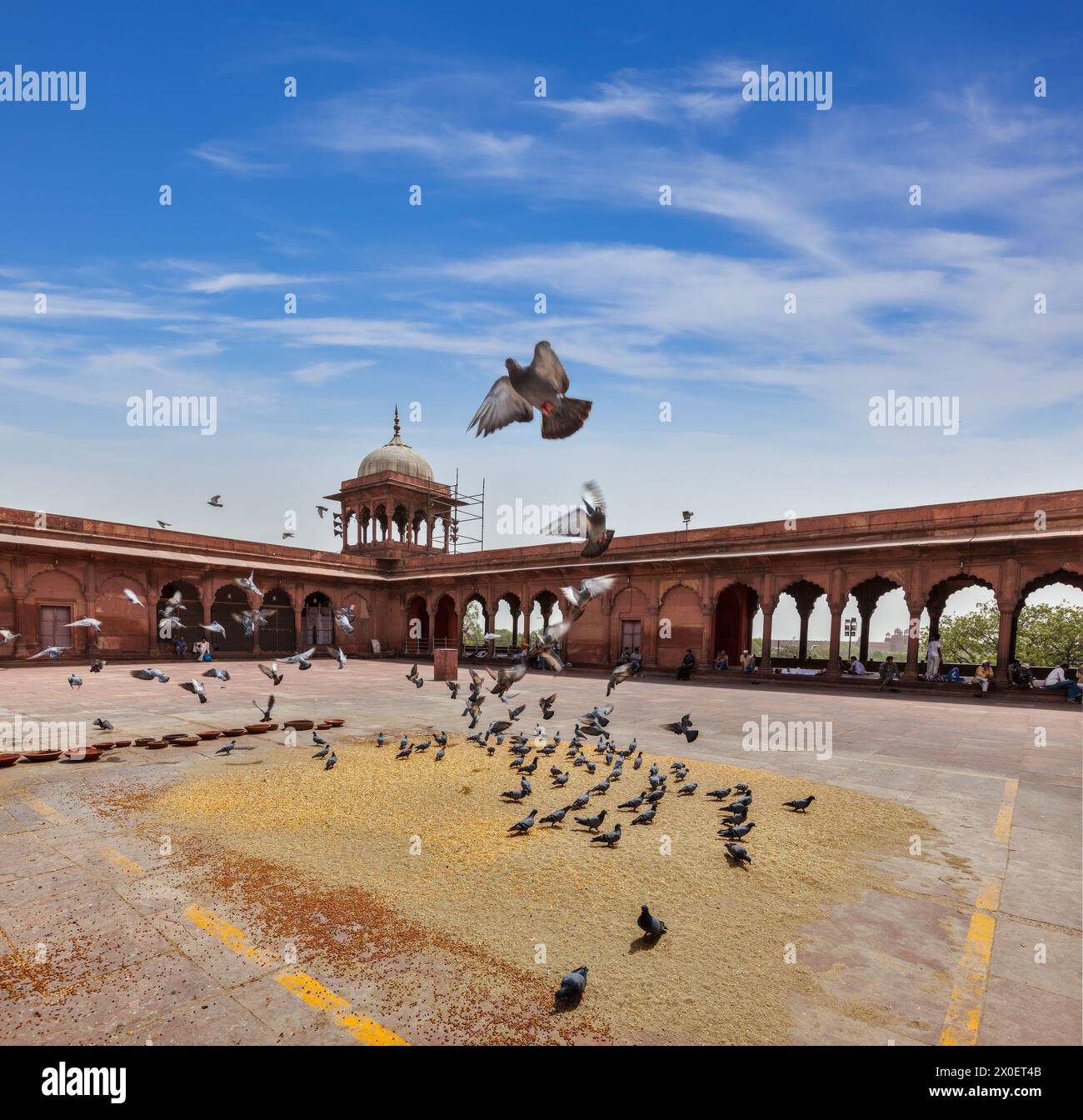 Pigeons in Jama Masjid mosque Stock Photo - Alamy
