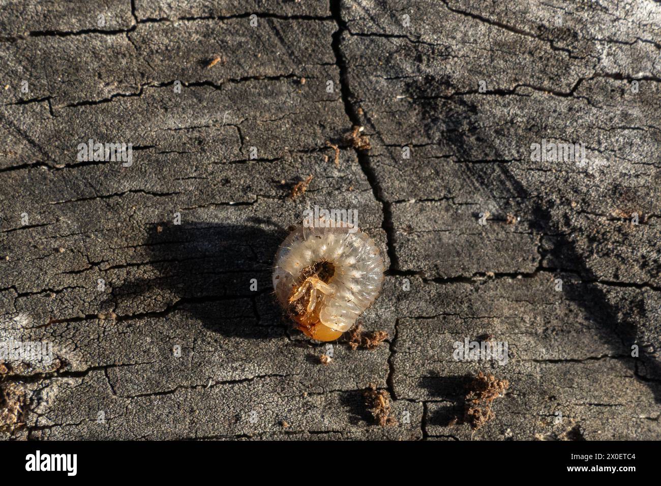 New zealand grass grub hi-res stock photography and images - Alamy