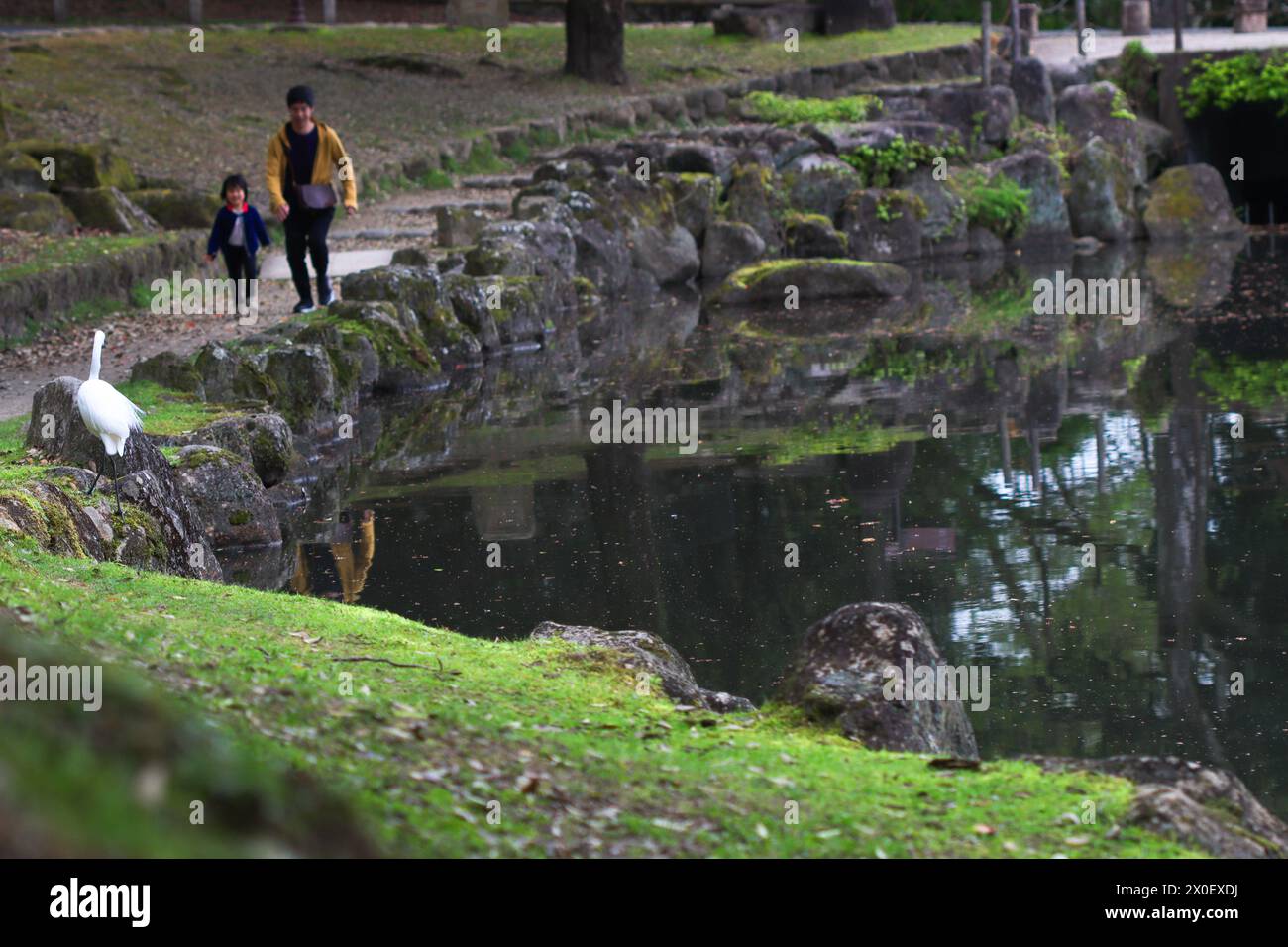 Great egret at Ara Pond, Nara Park, Nara, Japan - Ardea alba Stock ...