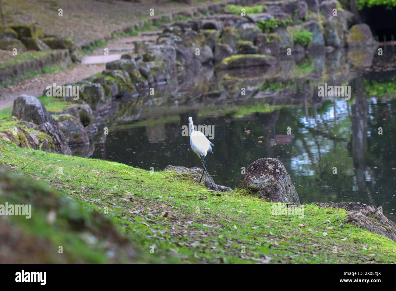 Great egret at Ara Pond, Nara Park, Nara, Japan - Ardea alba Stock ...