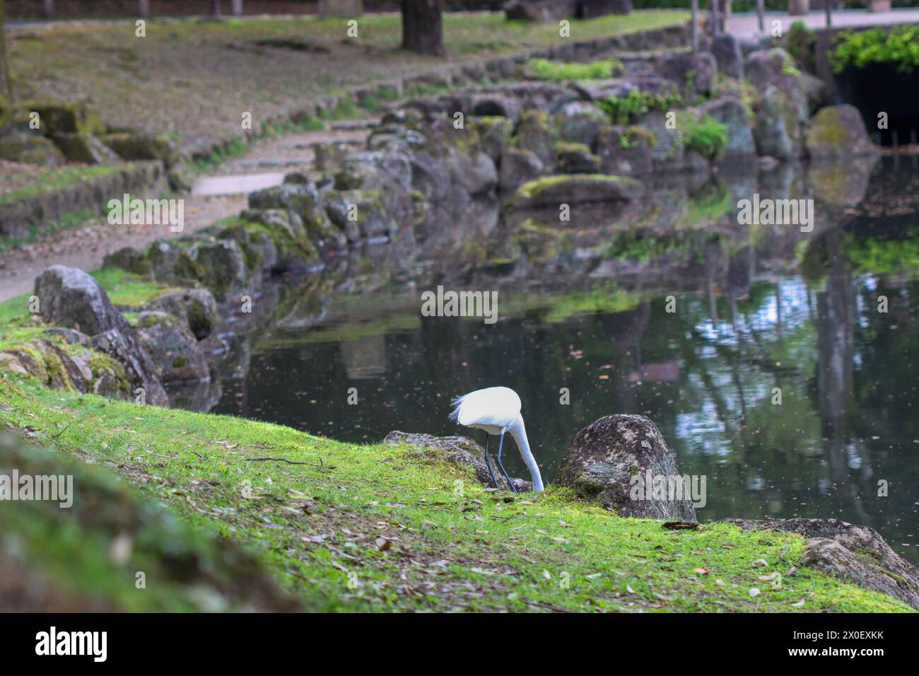 Great egret at Ara Pond, Nara Park, Nara, Japan - Ardea alba Stock ...