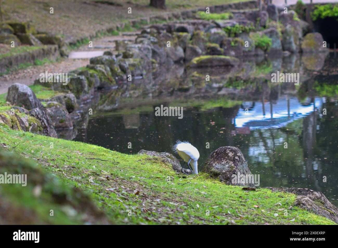 Great egret at Ara Pond, Nara Park, Nara, Japan - Ardea alba Stock ...
