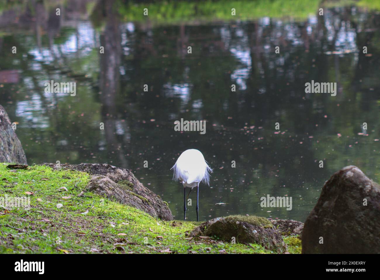 Great egret at Ara Pond, Nara Park, Nara, Japan - Ardea alba Stock ...
