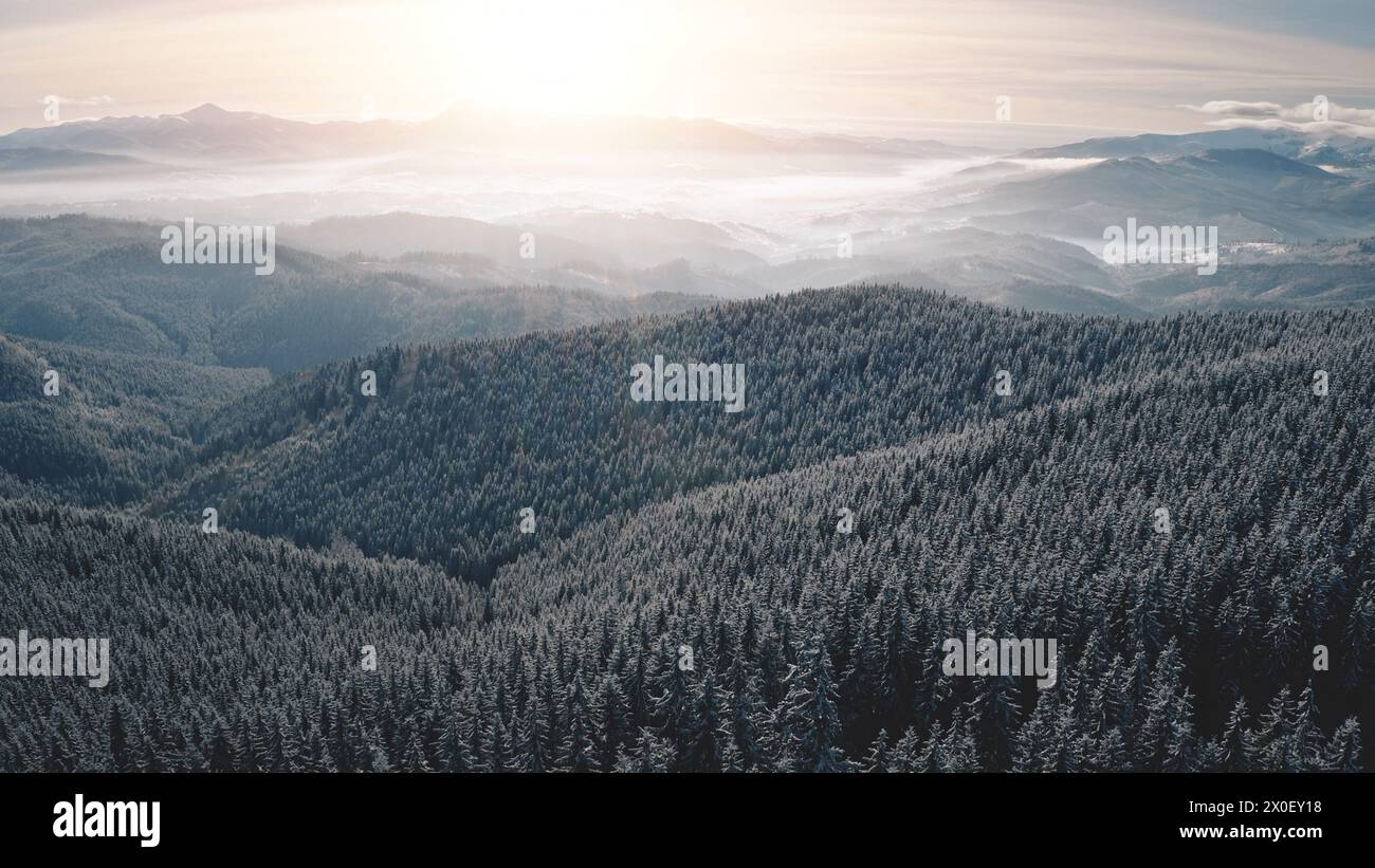 Fir forest in mist hoarfrost aerial. Snow mountain ridges at winter ...