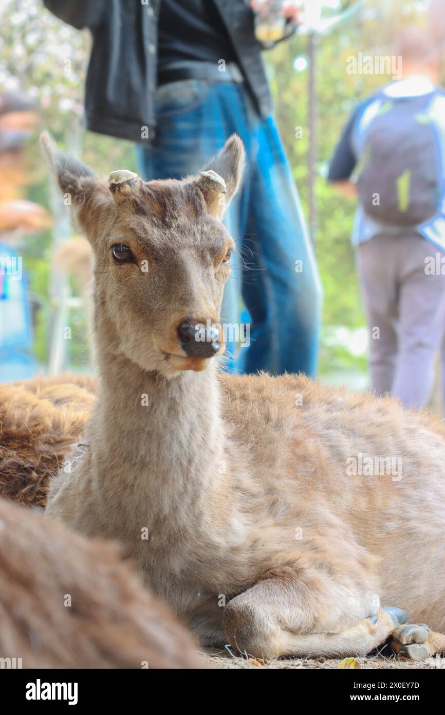 Sika deer, Japanese deer, Nara Park, Nara, Japan - Cervus nippon Stock ...