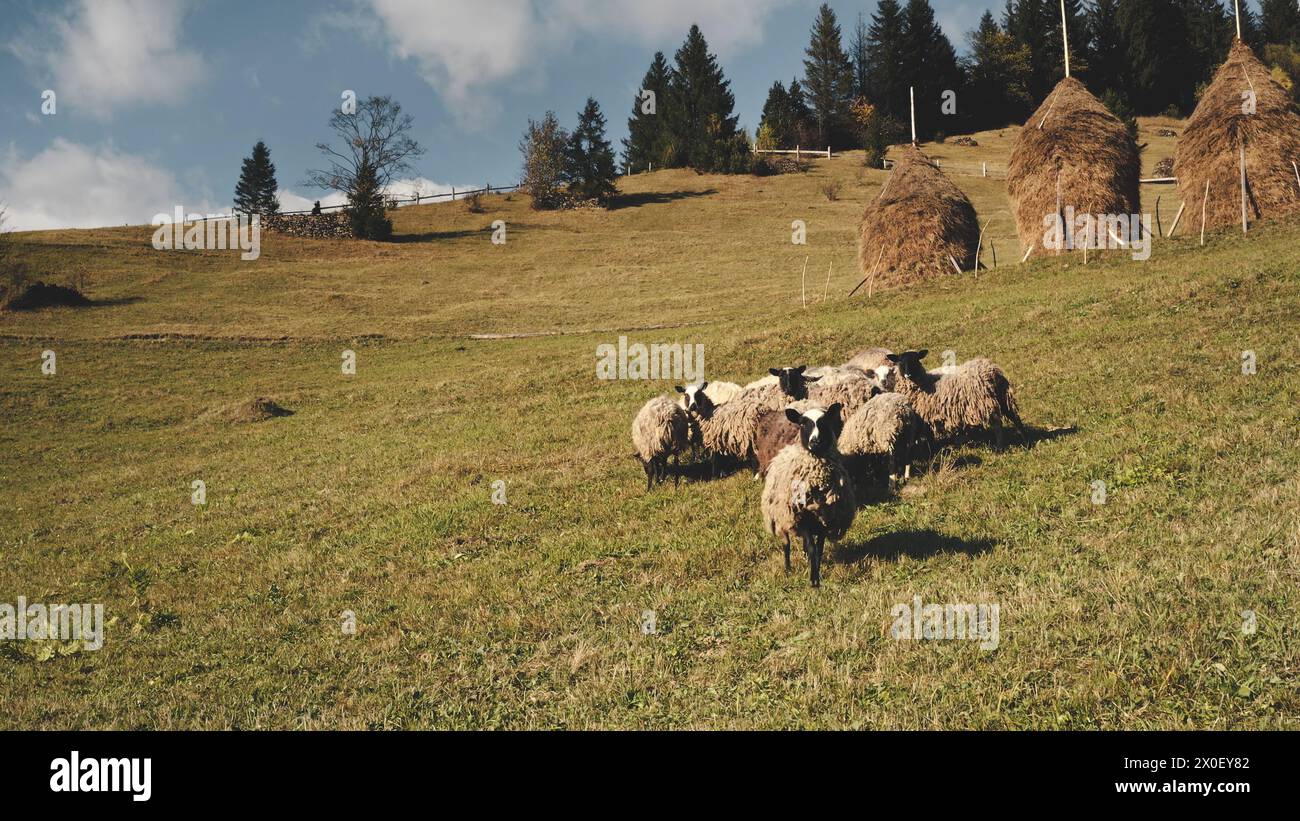 Farm animals eat grass at mountain pasture aerial. Rural nature landscape. Funny sheep, lamb at ...