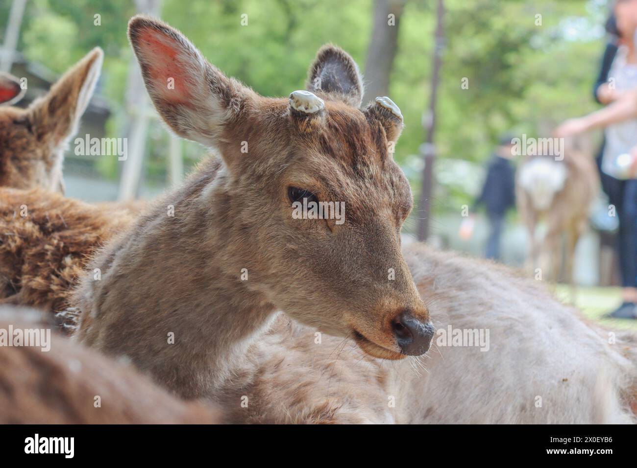 Sika deer, Japanese deer, Nara Park, Nara, Japan - Cervus nippon Stock ...