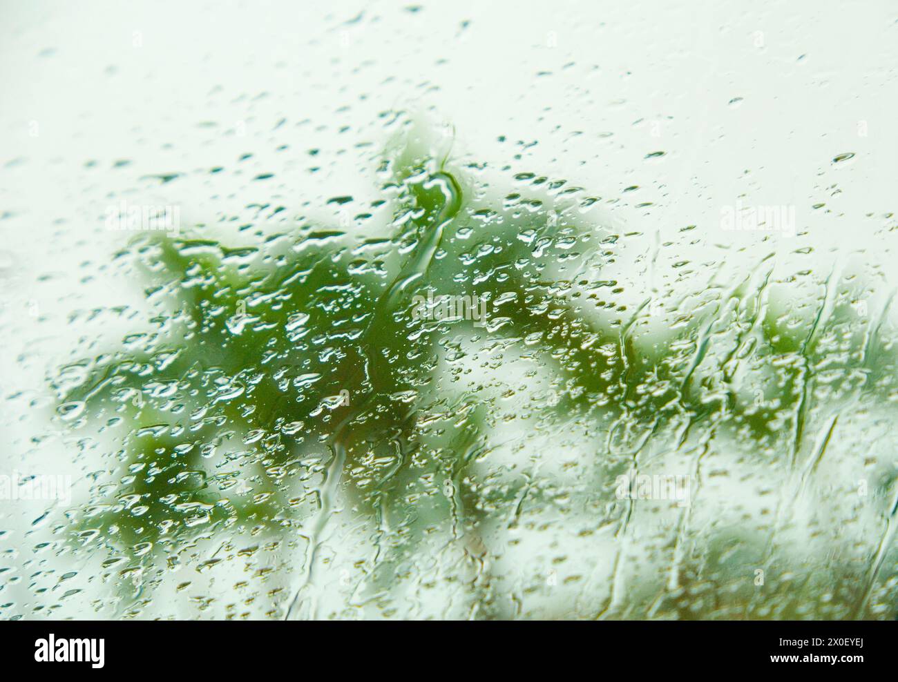 torrential rain storm buffets palm trees in Naples, Florida - USA Stock ...