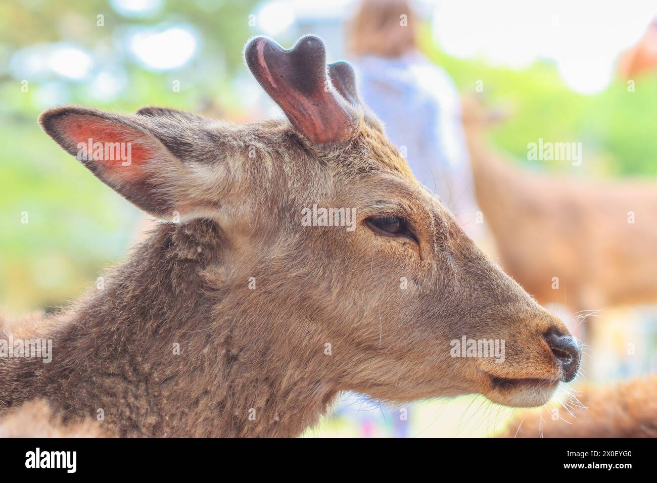 Sika deer, Japanese deer, Nara Park, Nara, Japan - Cervus nippon Stock ...