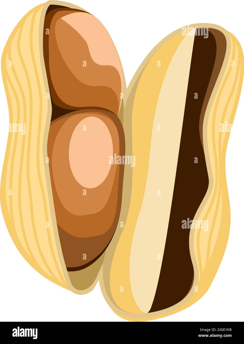 Peanut nut open in flat technique. Vector illustration Stock Vector ...