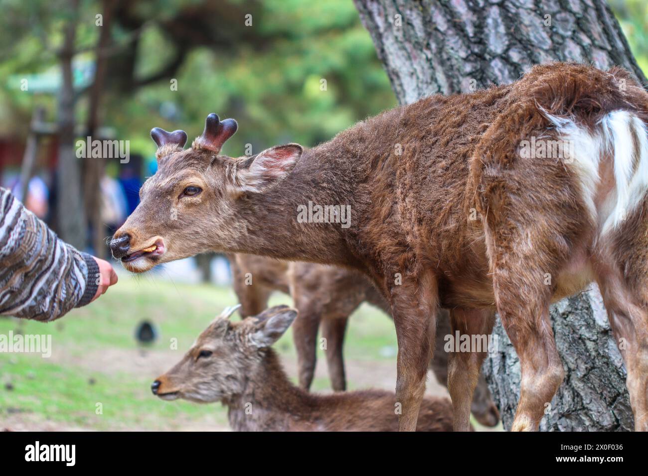 Sika deer, Japanese deer, Nara Park, Nara, Japan - Cervus nippon Stock ...