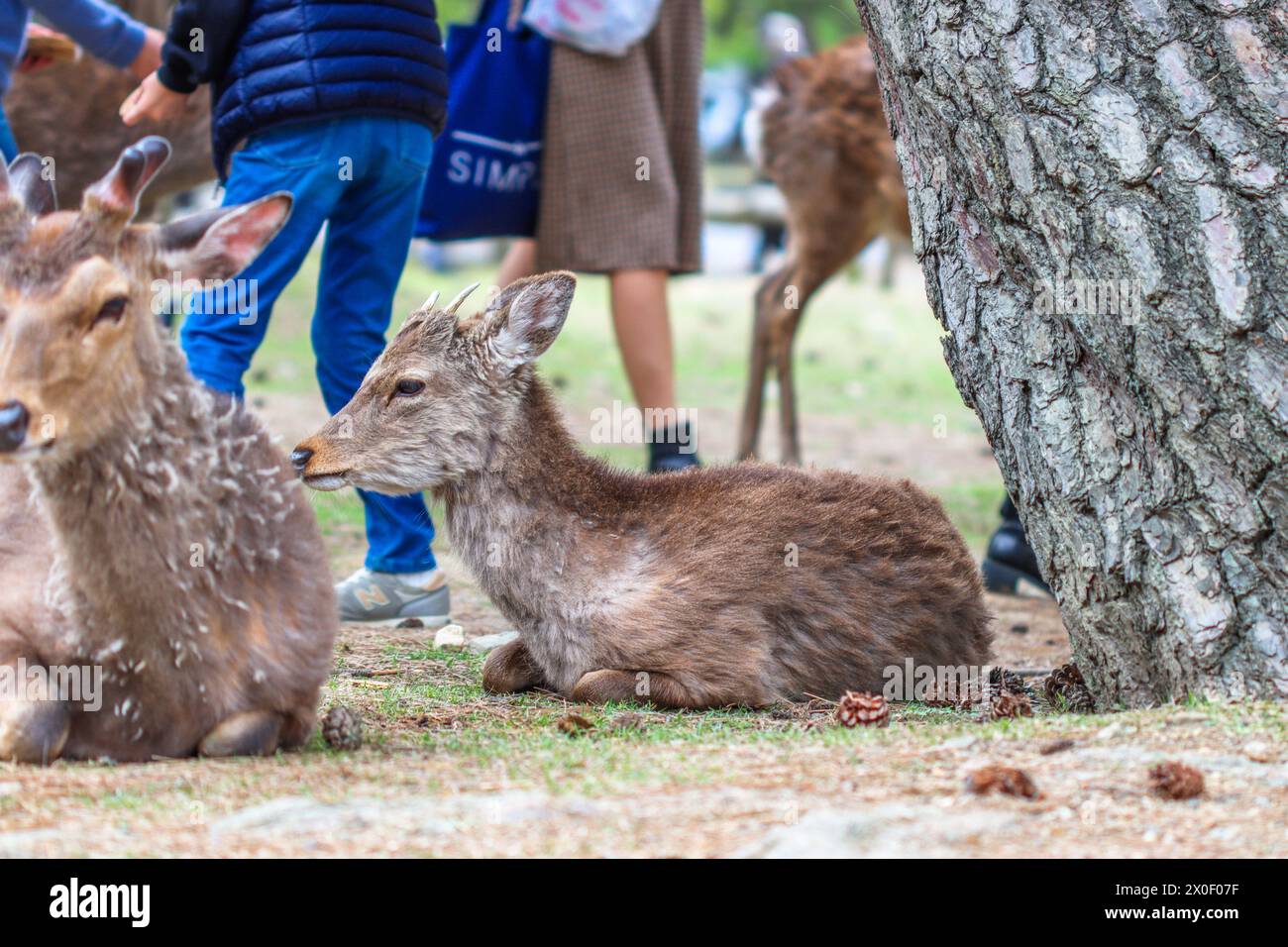 Sika deer, Japanese deer, Nara Park, Nara, Japan - Cervus nippon Stock ...