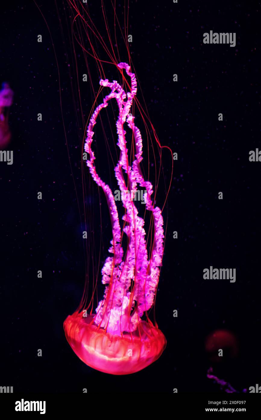 Elegant long glowing pink jellyfish in the dark deep water. Underwater ...