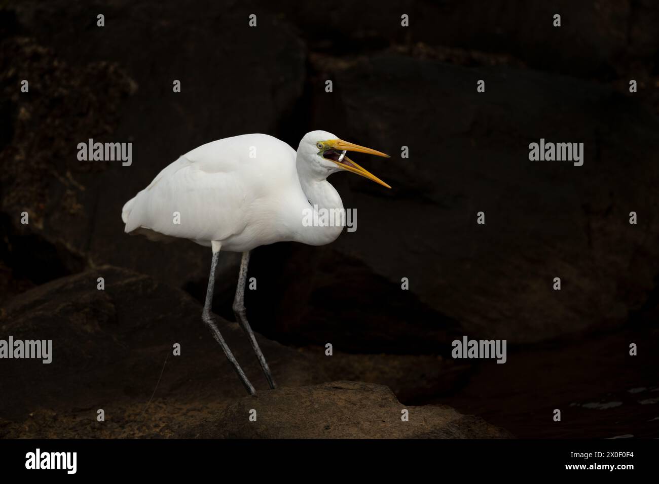 eastern great egret (Ardea alba modesta) as long white neck and yellow ...