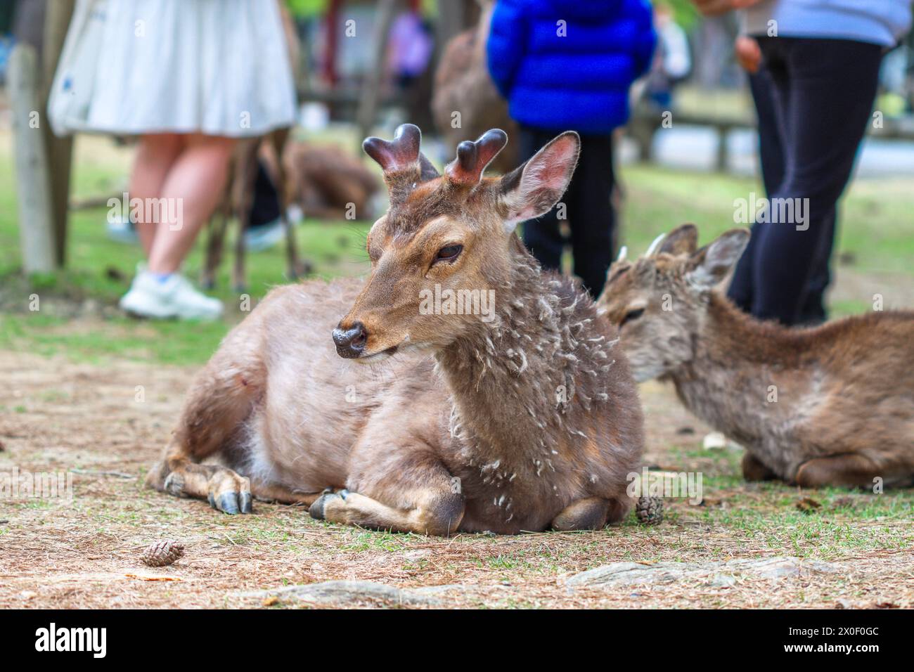 Sika deer, Japanese deer, Nara Park, Nara, Japan - Cervus nippon Stock ...