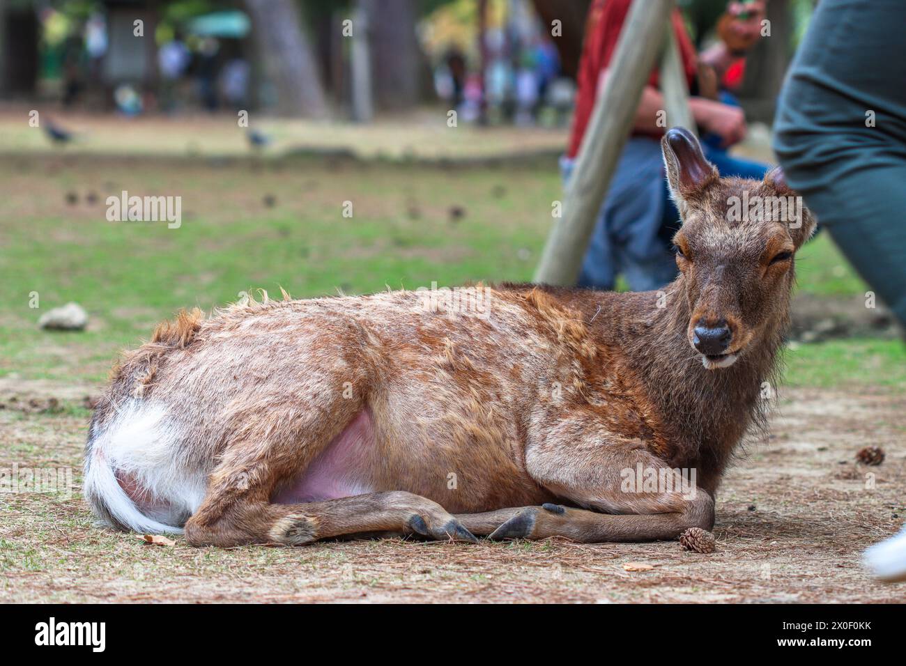 Sika deer, Japanese deer, Nara Park, Nara, Japan - Cervus nippon Stock ...