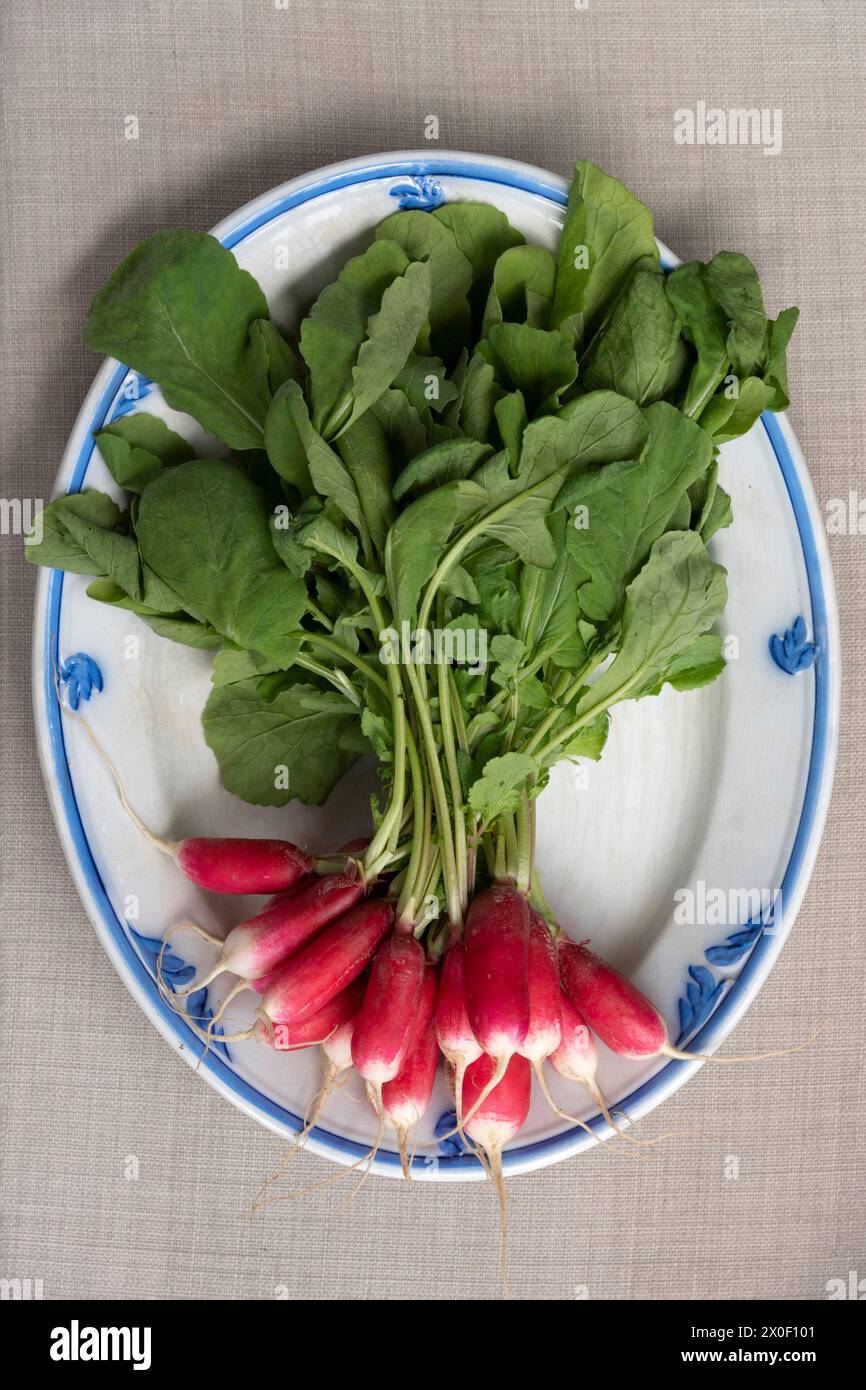 French Breakfast Radishes Stock Photo - Alamy