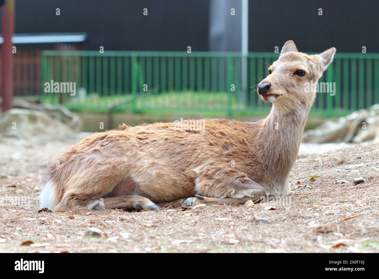 Sika deer, Japanese deer, Nara Park, Nara, Japan - Cervus nippon Stock ...