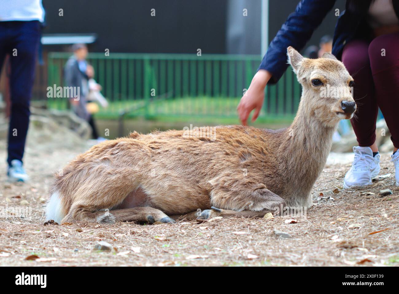 Sika deer, Japanese deer, Nara Park, Nara, Japan - Cervus nippon Stock ...